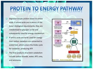 Proteolysis | PPTX
