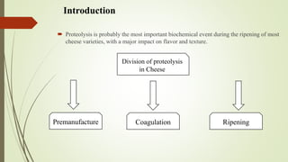 Proteolysis during cheese manufacture and ripening | PPTX
