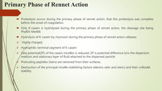 Proteolysis during cheese manufacture and ripening | PPTX
