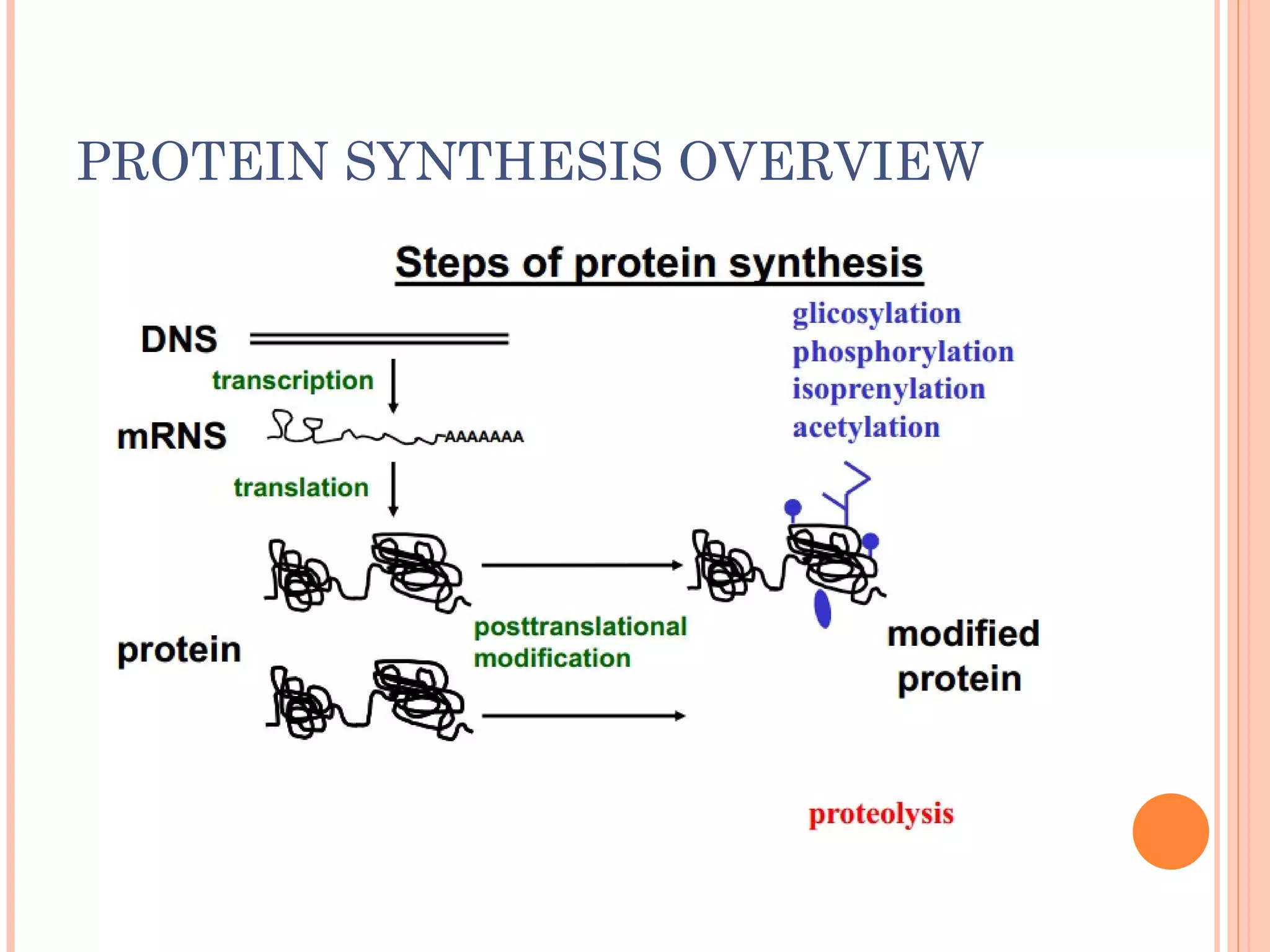 Proteolysis, protein degradation and turnover | PPT