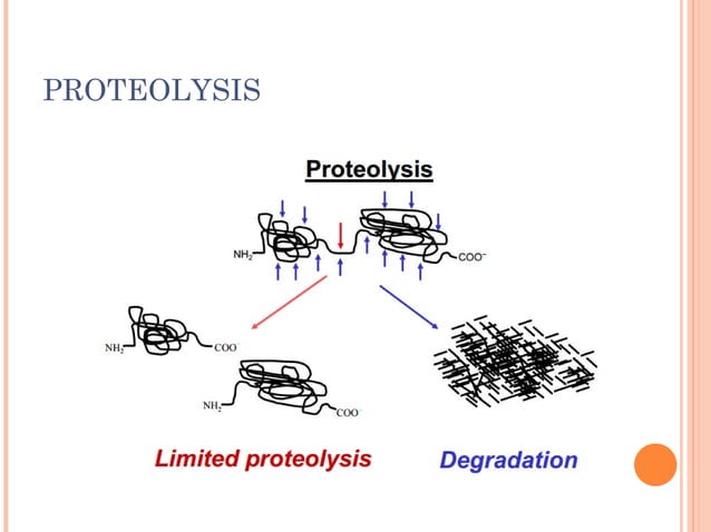 Proteolysis, protein degradation and turnover | PPT | Chemistry | Science