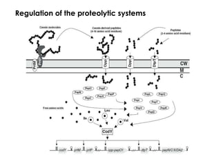 Proteolytic systems in lactic acid bacteria | PPTX