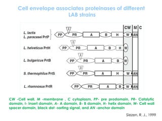 Proteolytic systems in lactic acid bacteria | PPTX