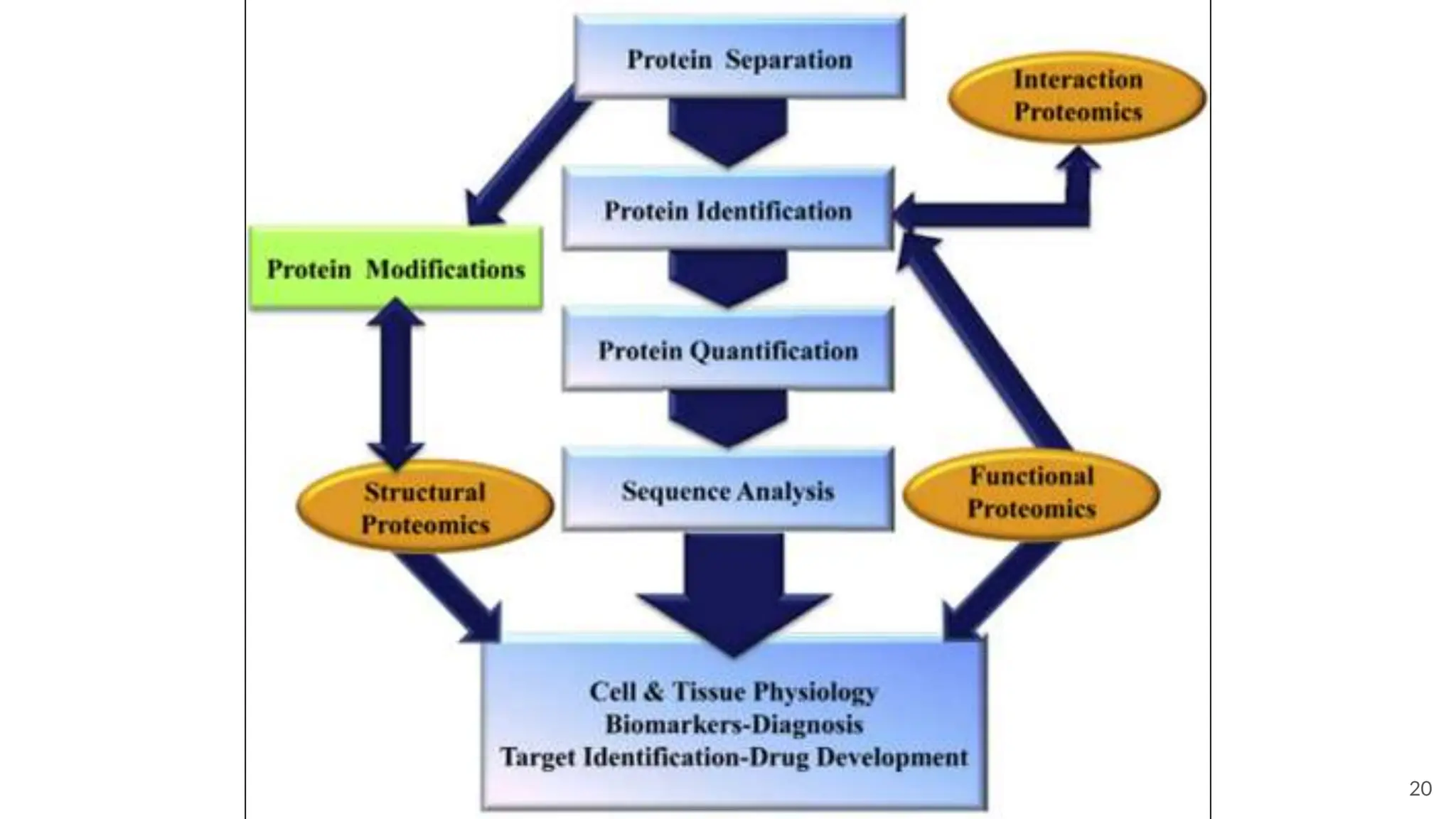 Role of Proteomics in Modern Periodontics | PPT | Free Download