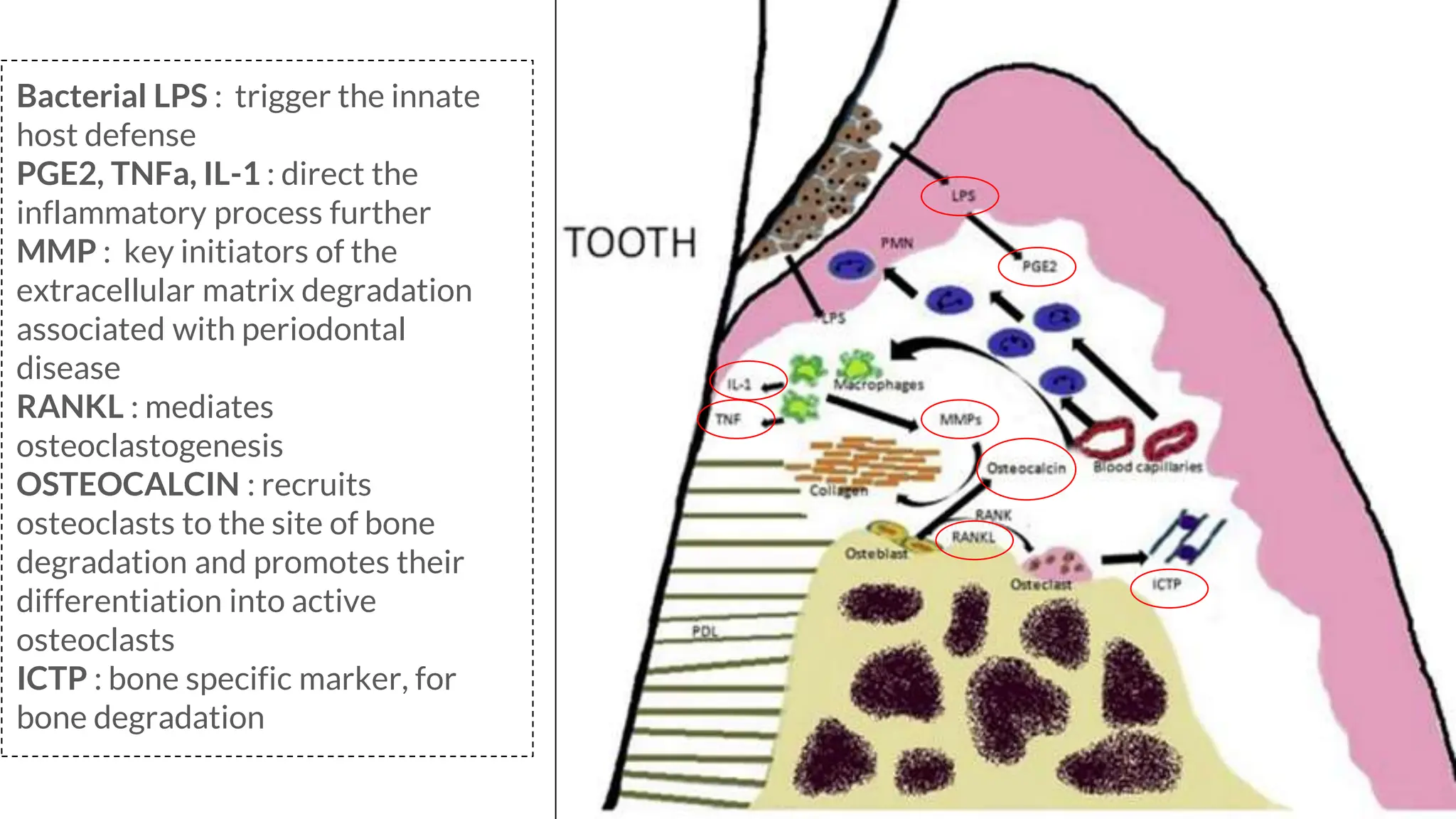 Role of Proteomics in Modern Periodontics | PPT | Free Download