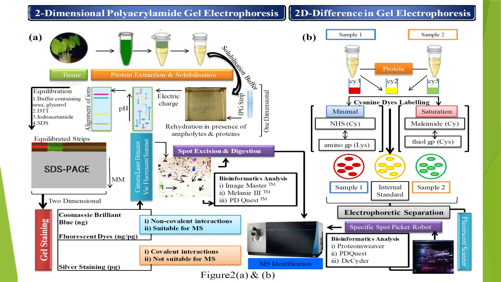 General Principle and application of Proteomics | PPTX