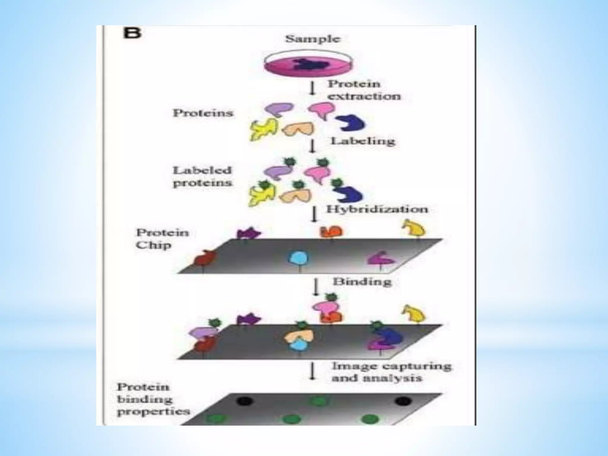 PROTEOMICS- PROTEIN MICROARRAY.pptx