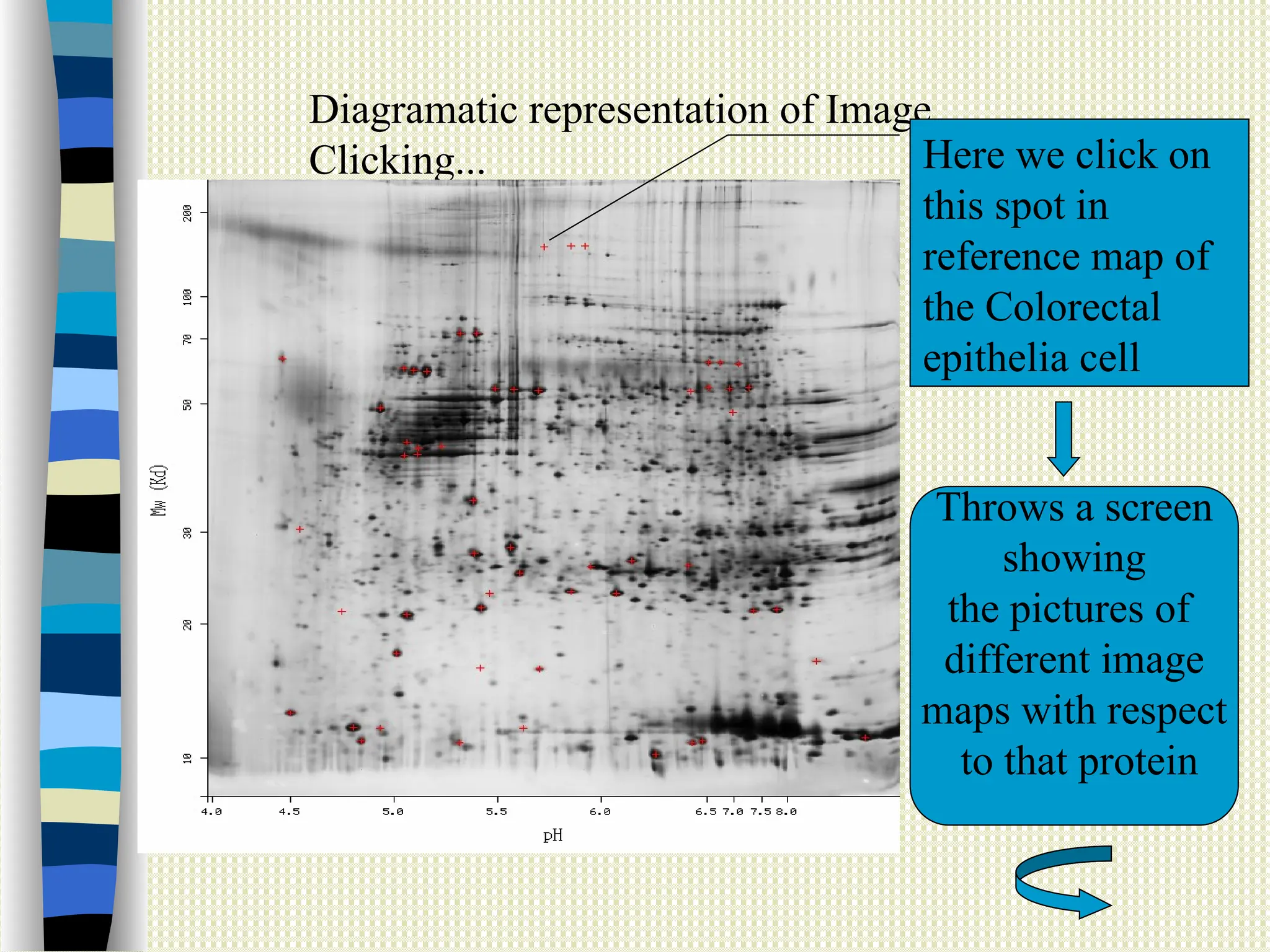 2D gel electrophoresis in proteomics.ppt