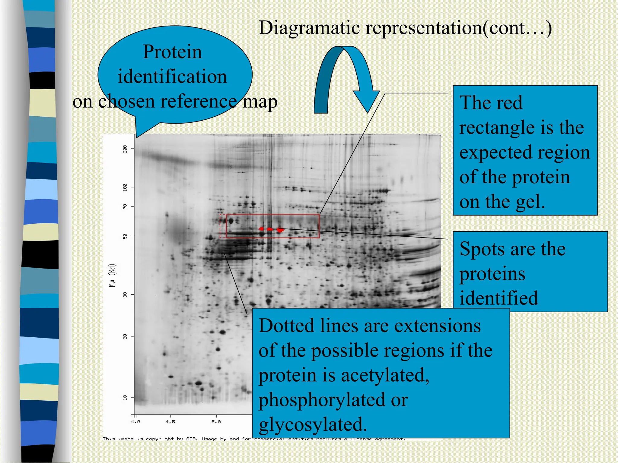2D gel electrophoresis in proteomics.ppt