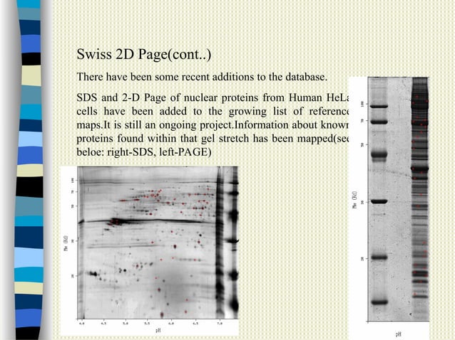 2D gel electrophoresis in proteomics.ppt