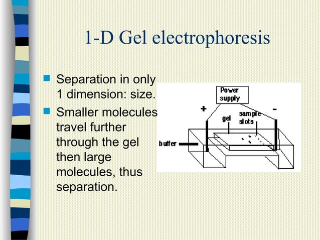 2D gel electrophoresis in proteomics.ppt
