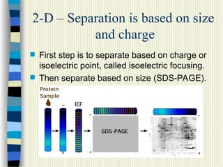 2D gel electrophoresis in proteomics.ppt