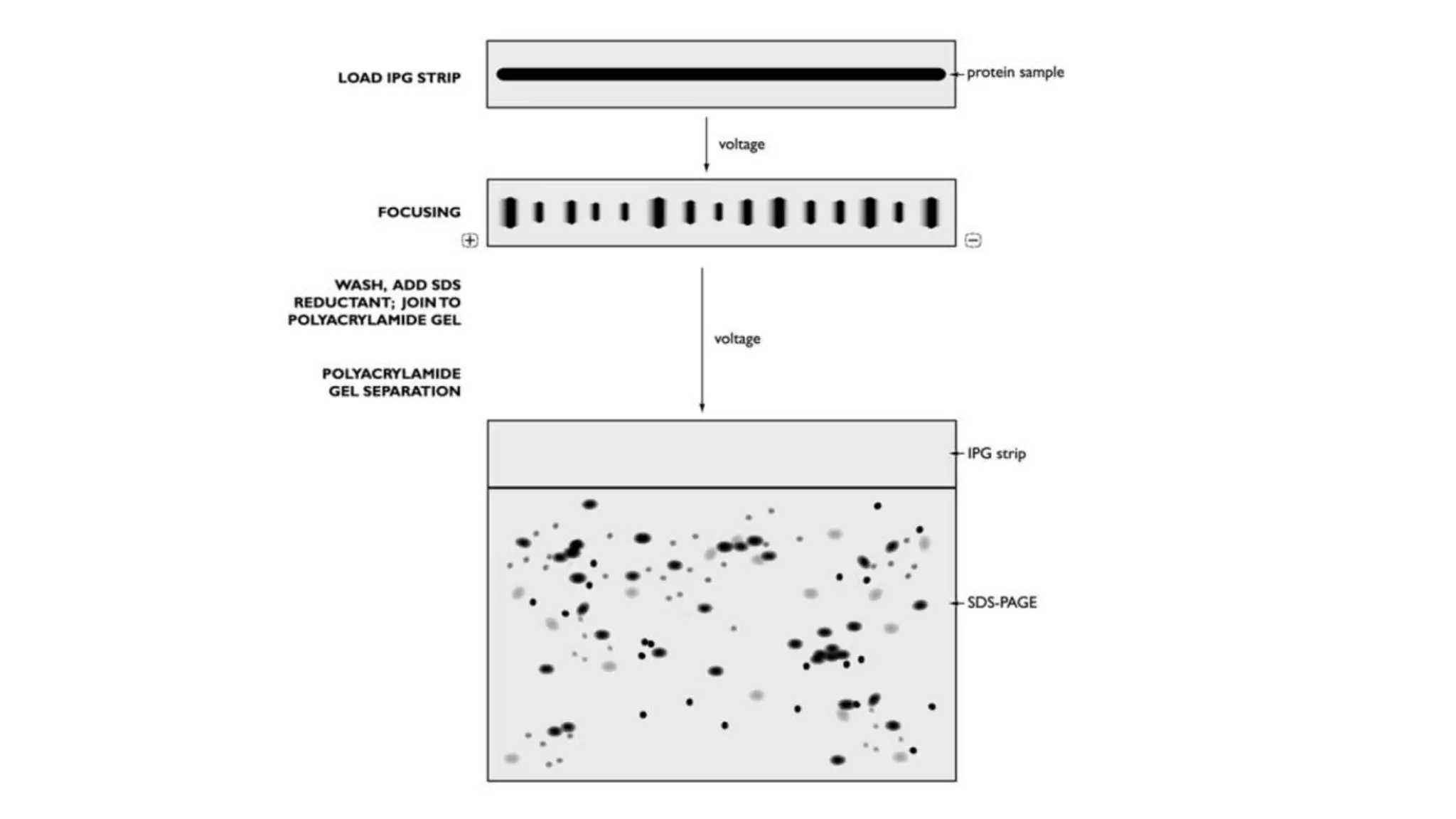 Proteomics And Genomics 24022021 Pptx