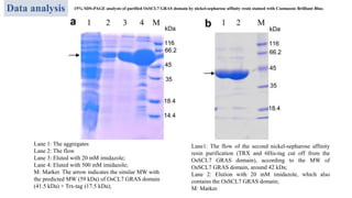 GRAS proteins expression and purification | PPTX