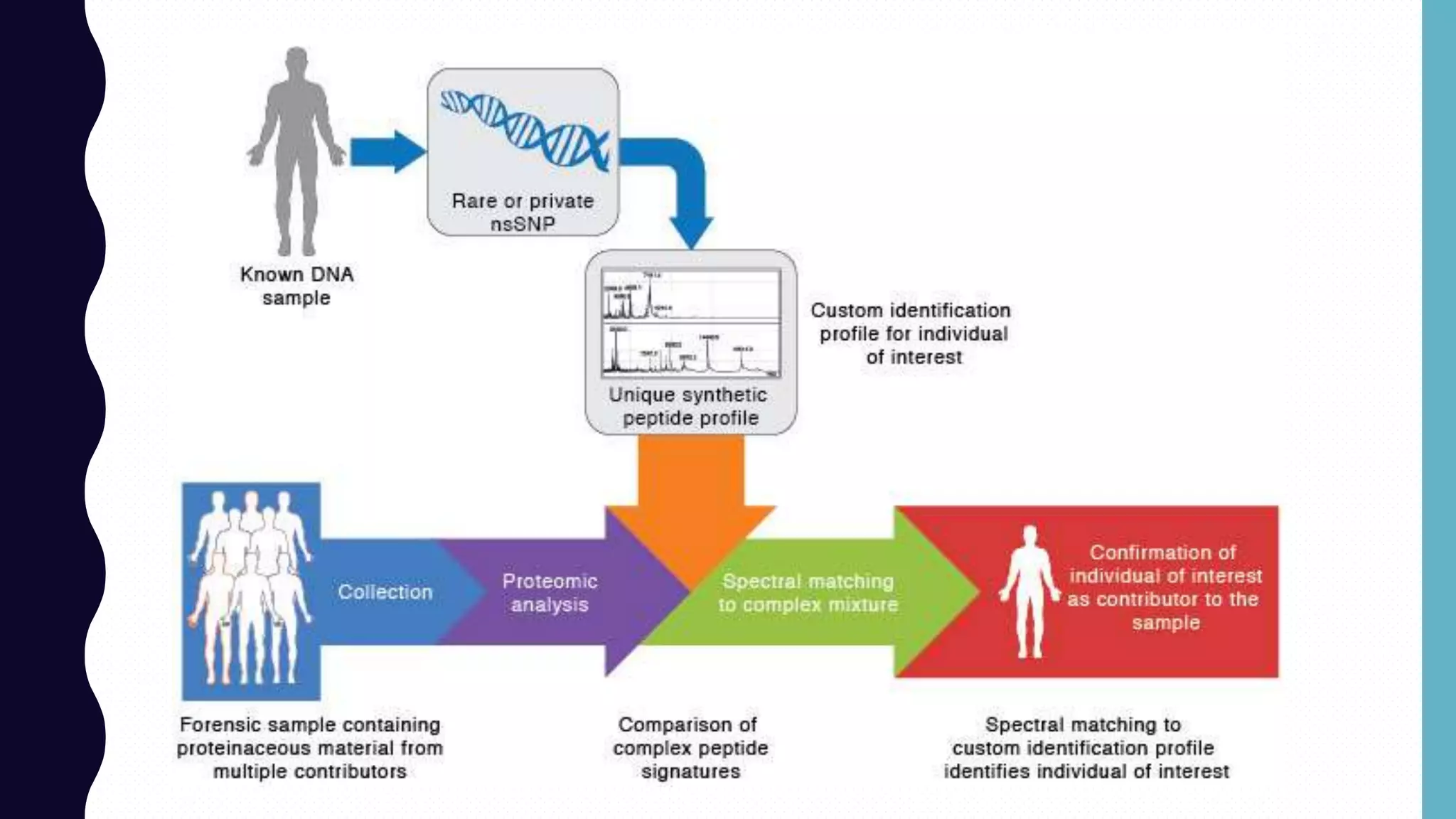 Proteomics in forensic sciences | PPTX