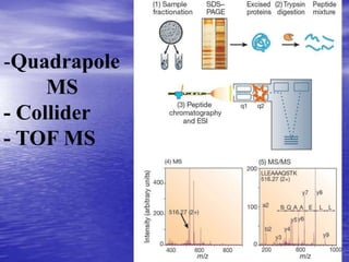 proteomics lecture 2b.ppt