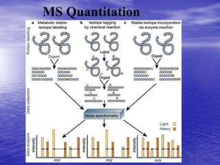 proteomics lecture 2b.ppt
