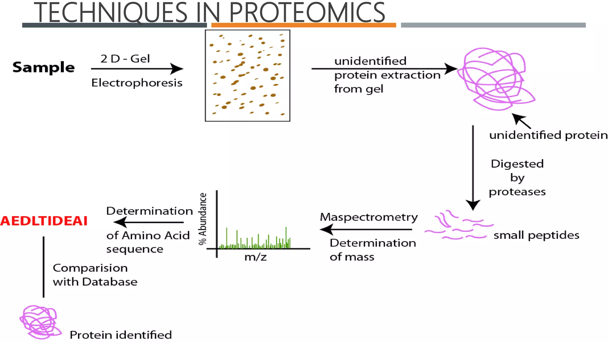 Proteomic study of leaves by Puja Ghosh | PPTX