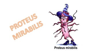PROTEUS MIRABILIS slideshare presentation | PPTX