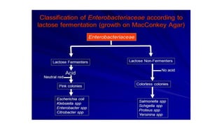 PROTEUS MIRABILIS slideshare presentation | PPTX