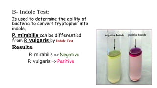 PROTEUS MIRABILIS slideshare presentation | PPTX