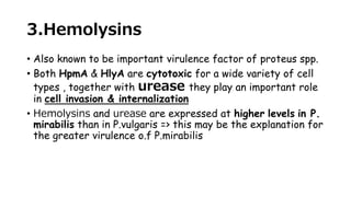 PROTEUS MIRABILIS slideshare presentation | PPTX