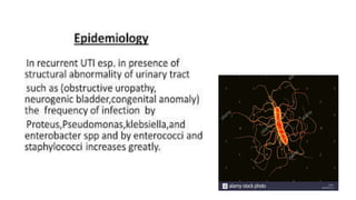 PROTEUS MIRABILIS slideshare presentation | PPTX