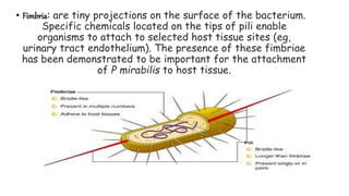 PROTEUS MIRABILIS slideshare presentation | PPTX