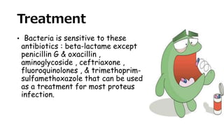 PROTEUS MIRABILIS slideshare presentation | PPTX