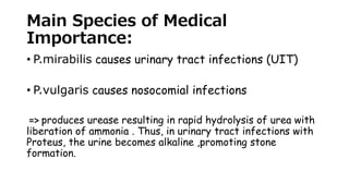PROTEUS MIRABILIS slideshare presentation | PPTX