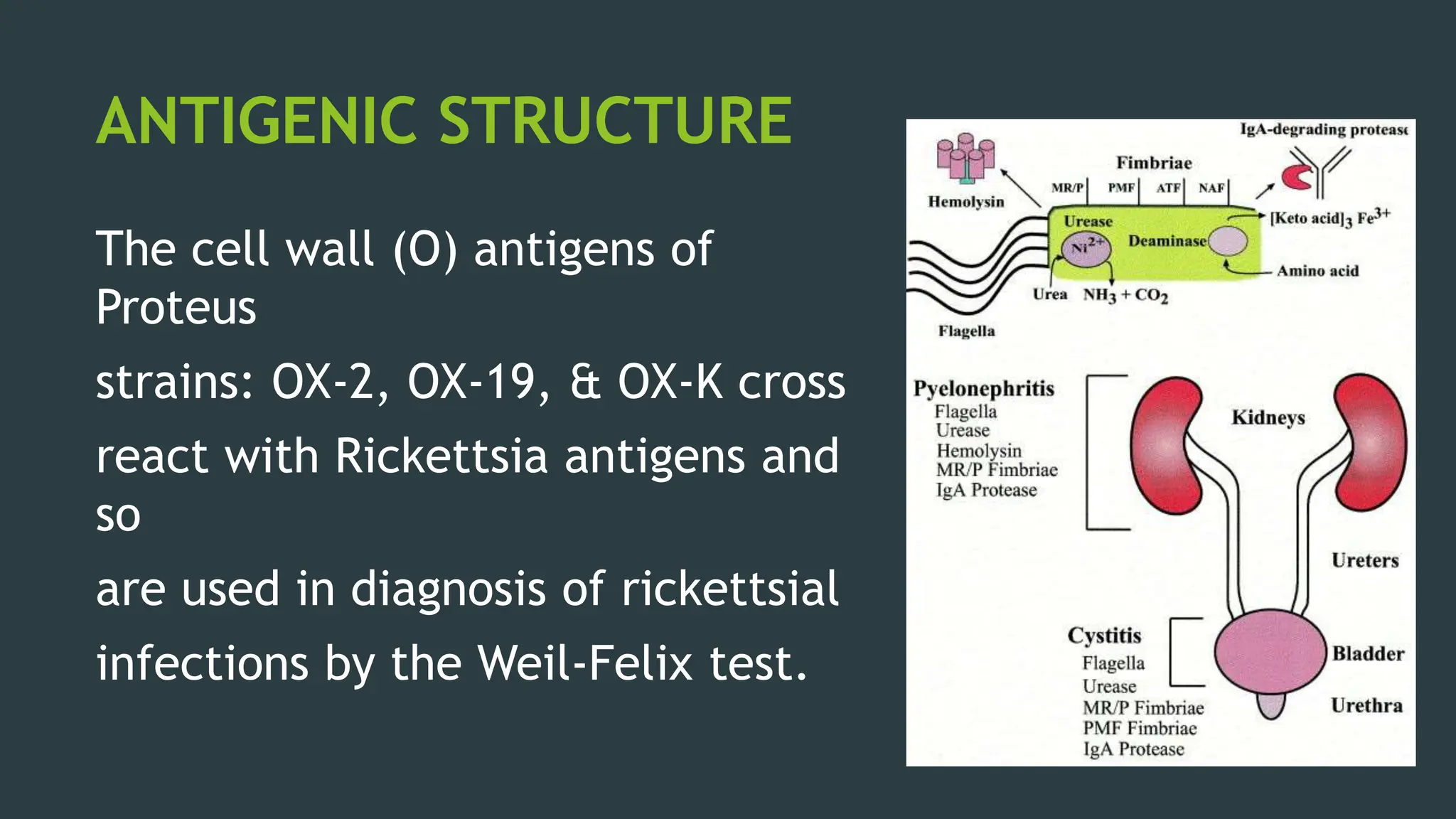 Proteus microbiology topic bacteria ppt. | PPTX
