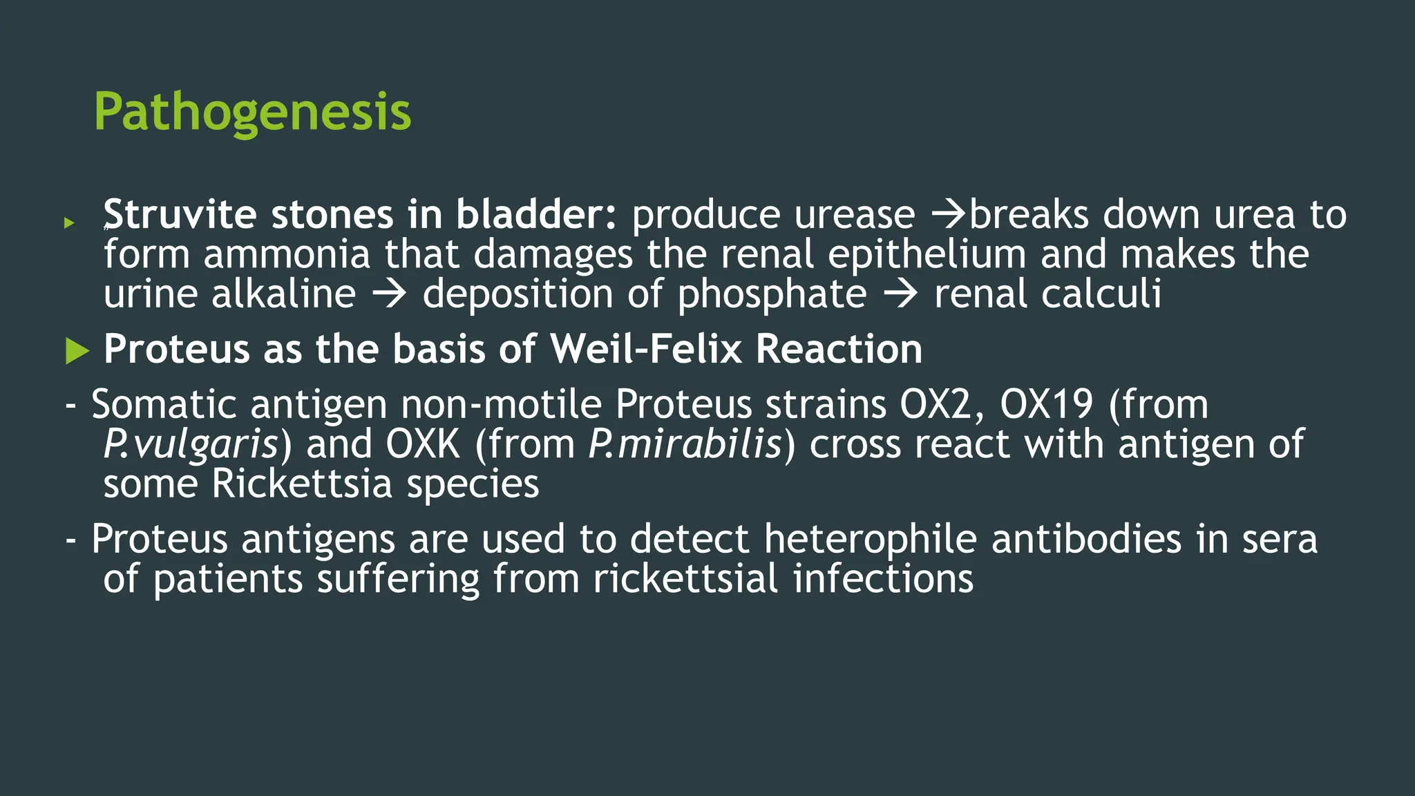 Proteus microbiology topic bacteria ppt. | PPTX