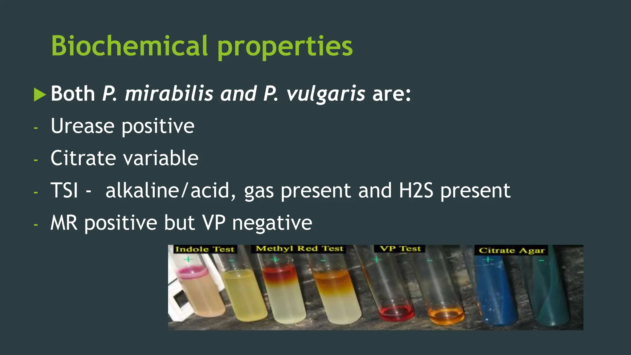 Proteus microbiology topic bacteria ppt. | PPTX