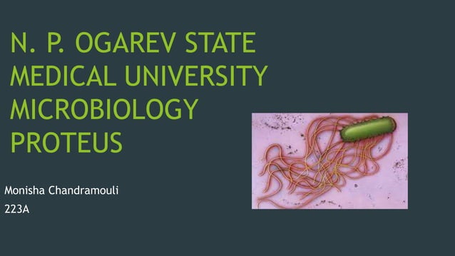 Proteus microbiology topic bacteria ppt. | PPTX | Chemistry | Science