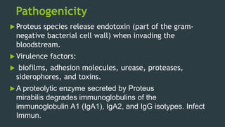 Proteus microbiology topic bacteria ppt. | PPTX