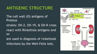 Proteus microbiology topic bacteria ppt. | PPTX