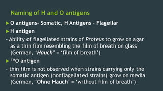 Proteus microbiology topic bacteria ppt. | PPTX