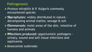 Proteus microbiology topic bacteria ppt. | PPTX