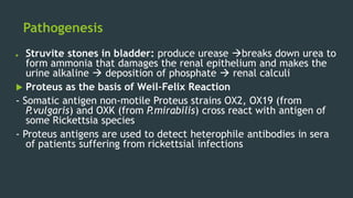 Proteus microbiology topic bacteria ppt. | PPTX