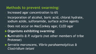 Proteus microbiology topic bacteria ppt. | PPTX