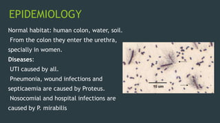 Proteus microbiology topic bacteria ppt. | PPTX