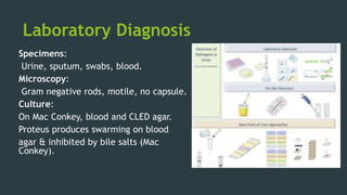 Proteus microbiology topic bacteria ppt. | PPTX