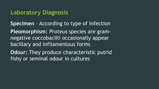 Proteus microbiology topic bacteria ppt. | PPTX