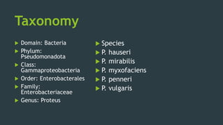 Proteus microbiology topic bacteria ppt. | PPTX