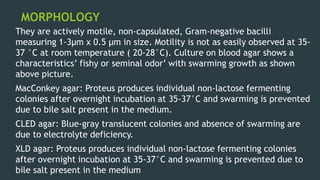 Proteus microbiology topic bacteria ppt. | PPTX
