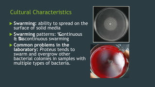 Proteus microbiology topic bacteria ppt. | PPTX