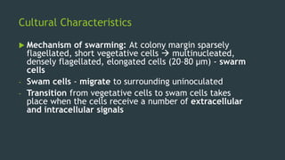 Proteus microbiology topic bacteria ppt. | PPTX