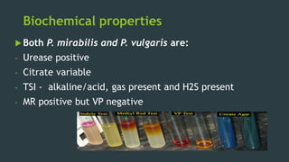 Proteus microbiology topic bacteria ppt. | PPTX
