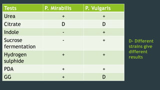 Proteus microbiology topic bacteria ppt. | PPTX