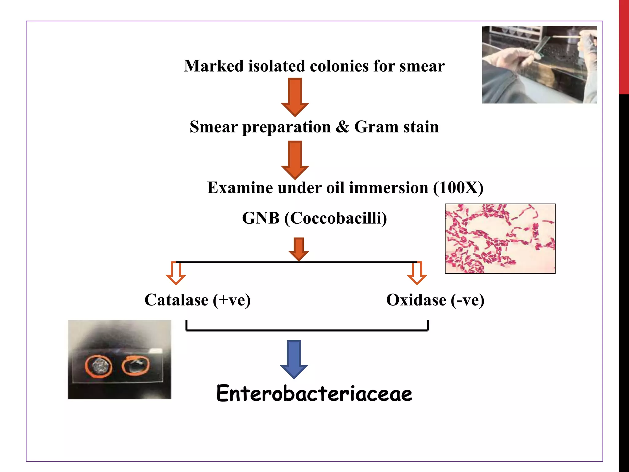 Clinical case presentation, Proteus mirabilis.pptx